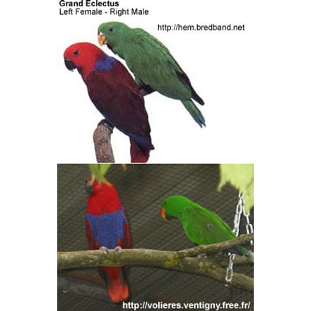 Grand Eclectus or Dusky Eclectus