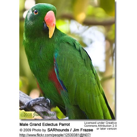 Grand Eclectus or Dusky Eclectus