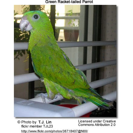 Green Racket-tailed Parrots