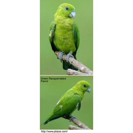 Green Racket-tailed Parrots