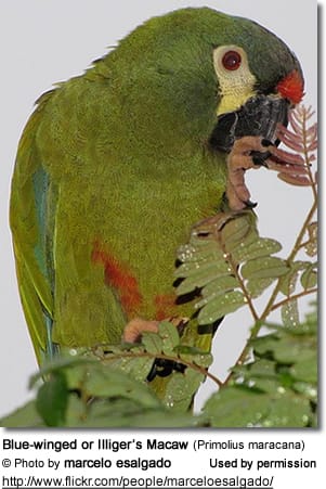 Mini (Miniature) Macaw Species and Photos