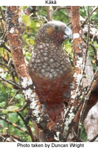Nestorinae: Nestor Parrots aka Kaka aka New Zealand Kaka