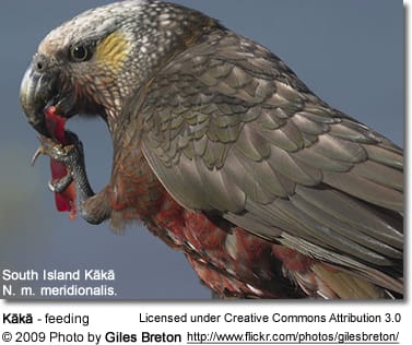Nestorinae: Nestor Parrots aka Kaka aka New Zealand Kaka