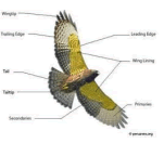 Avian (Bird) Anatomy - Images of Feathers & Skin by Jeannine Miesle