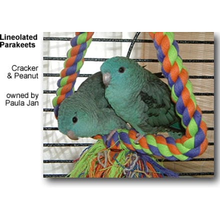Lineolated Parakeets