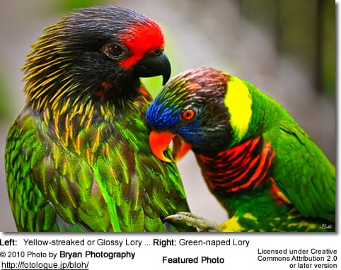 Lories and Lorikeets Species List