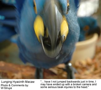Resolving Behavioral Problems in Pet Birds