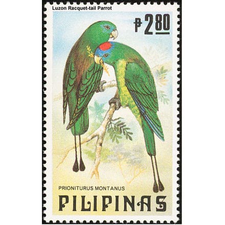 Luzon Racquet-tail Parrots or Mountain Racket-tailed Parrots