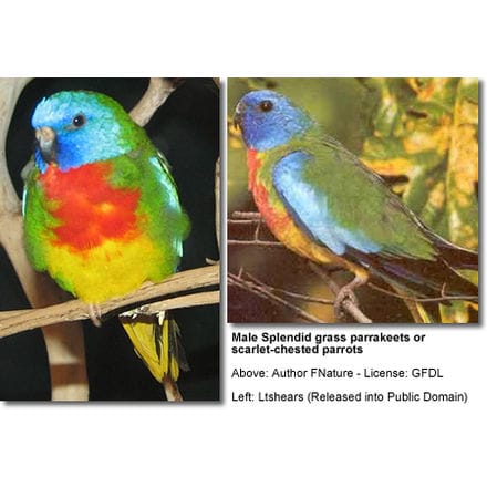 Splendid or Scarlet-chested Parrots (Splendida)