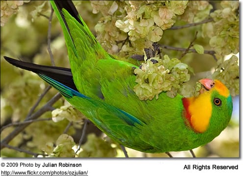 Superb Parrots aka Barraband Parakeets or Parrots