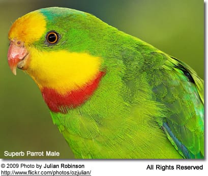 Superb Parrots aka Barraband Parakeets or Parrots