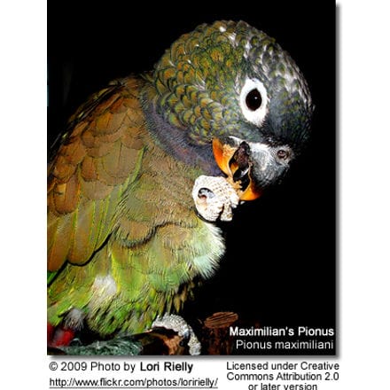 Maximilian's Pionus aka Scaly-headed Pionus or Scaly Headed Parrot