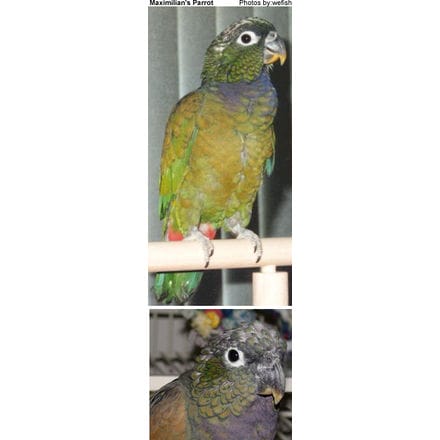 Maximilian's Pionus aka Scaly-headed Pionus or Scaly Headed Parrot