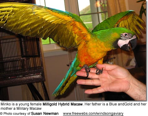 Hybrid Macaws & Mutations
