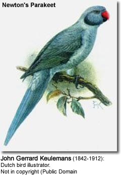 Newton's Parakeets / Rodriguez Ring-necked Parakeets