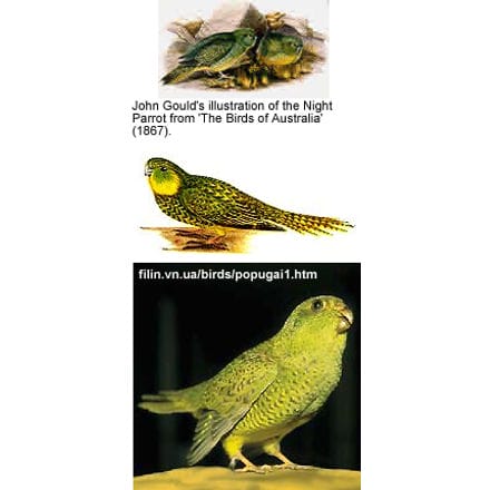 Night Parrot (Pezoporus occidentalis)