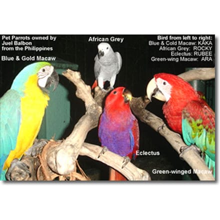 Parrots in their natural habitat and as pets