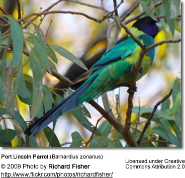 Port Lincoln Parrots