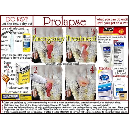 Prolapsed Cloaca In Birds: What To Do?