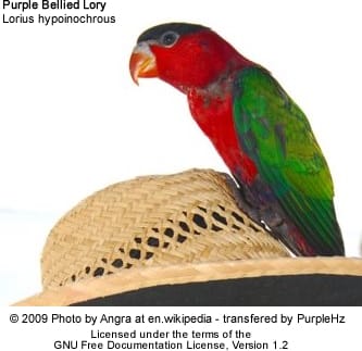 Purple-bellied Lory