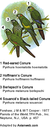 Hoffmann's Conures, known as Sulphur-winged or Sulfur-winged Parakeets