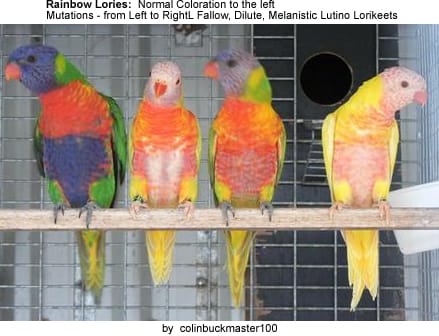 Rainbow Lorikeet / Rainbow Lory aka Green Naped Lory / Lorikeet