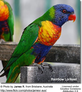 Rainbow Lorikeet / Rainbow Lory aka Green Naped Lory / Lorikeet