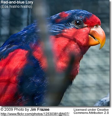 Red and Blue Lories or Blue-diademed Lories (Eos histrio histrio)