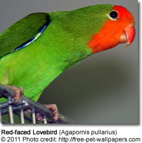 Red-faced - Red-headed Lovebirds
