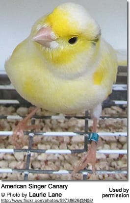 Breeding Canaries