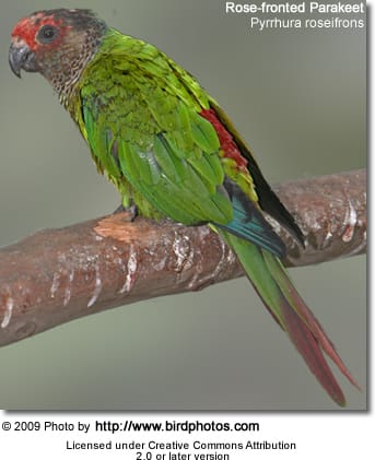 Roseifrons Conures aka Red-crowned or Rose-fronted Parakeets