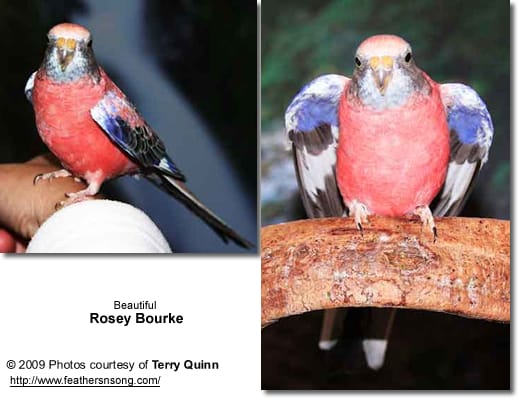 Bourke's Parrots aka Bourke Parakeets, Rosey Bourkes