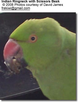 Crooked or Scissors Beak; Parrot Beak