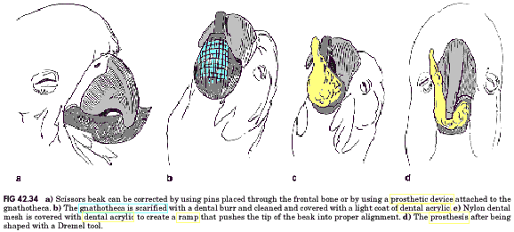 Crooked or Scissors Beak; Parrot Beak