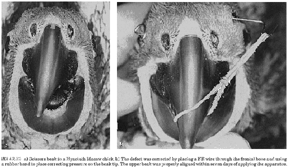 Crooked or Scissors Beak; Parrot Beak