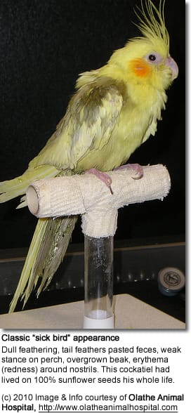 Sick Bird Symptom: Weak Legs / Paralysis