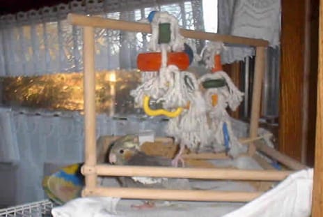 Caring for a Handicapped Bird