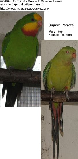 Superb Parrots aka Barraband Parakeets or Parrots