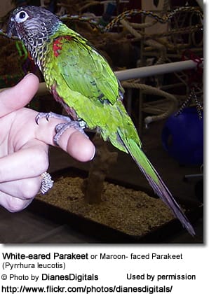 White-eared Conures, White-eared Parakeets or Maroon-faced Parakeets