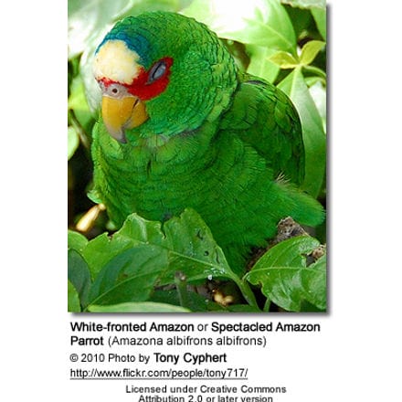 White-fronted or Spectacled Amazon Parrots (Amazona albifrons albifrons)