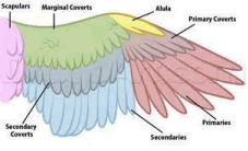 Avian (Bird) Anatomy - Images of Feathers & Skin by Jeannine Miesle