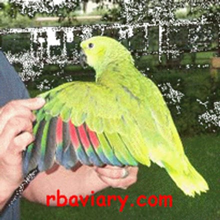 Yellow-naped or Yellow-nape Amazon Parrot