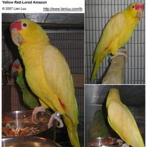 Red-lored Amazon Parrot aka Yellow-cheek Amazon Parrot