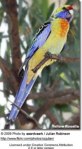 Yellow Rosellas - also known as Yellow Crimson Rosellas