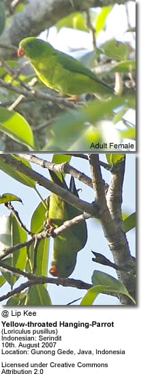 Yellow-throated Hanging Parrots, also known as Coryllis À Gorge Jaune