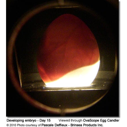 Candling Eggs to Assess Fertility and Embryo Development