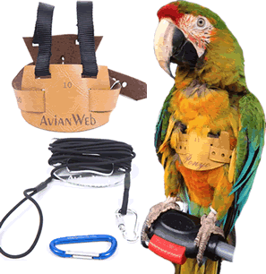 Avianweb Bird Harness: The EZ Bird Harness - Taking the Bird Harness ...