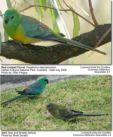 Red-rumped Parrots aka Red Rump Parakeets, or Red Rumps
