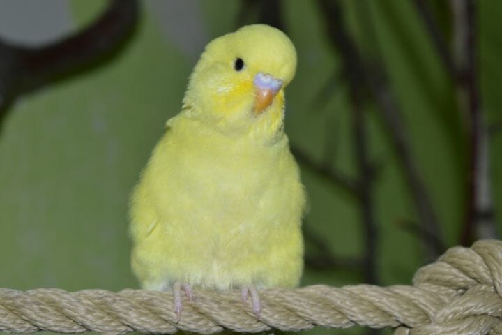 Budgie Cere Bleeding - What To Do?