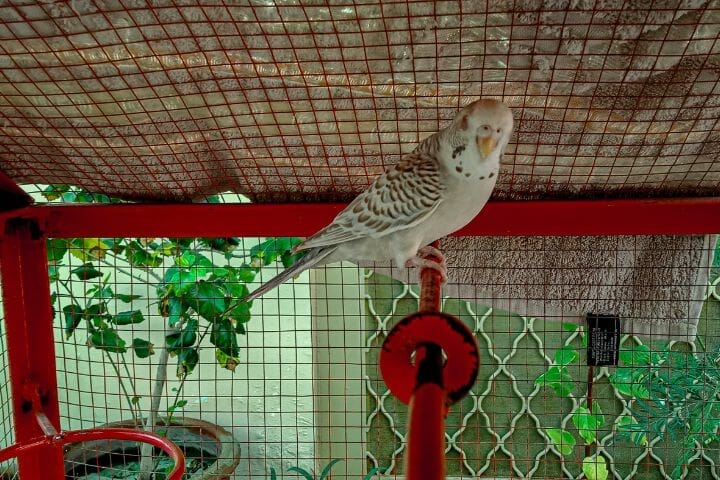 Budgies As Pets - All You Need To Know